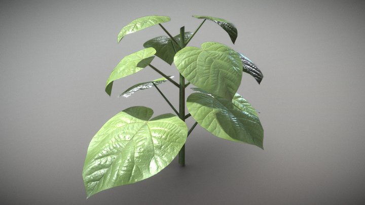 Kiri-baum 3D models - Sketchfab