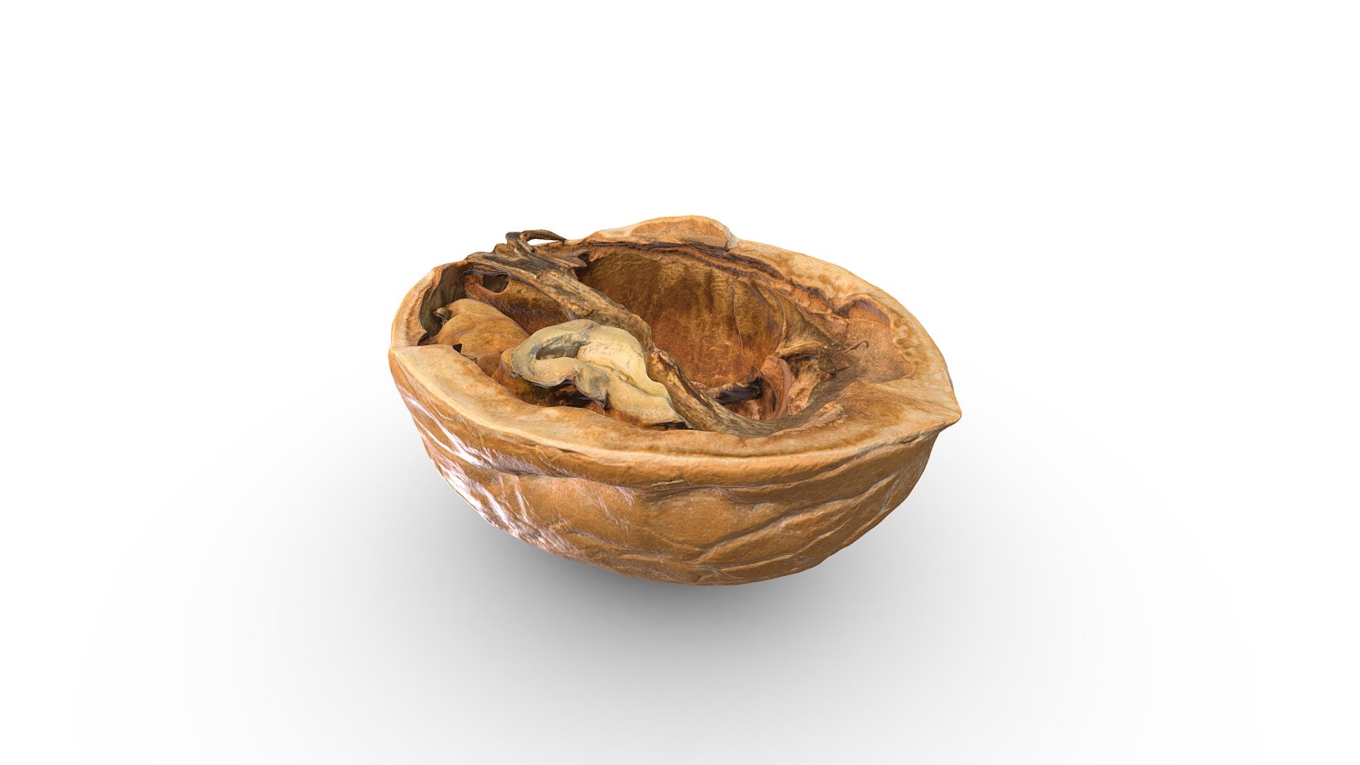 Walnut Shell - 3D model by RawCatalog.com (@rawcatalog) [78f3182 ...