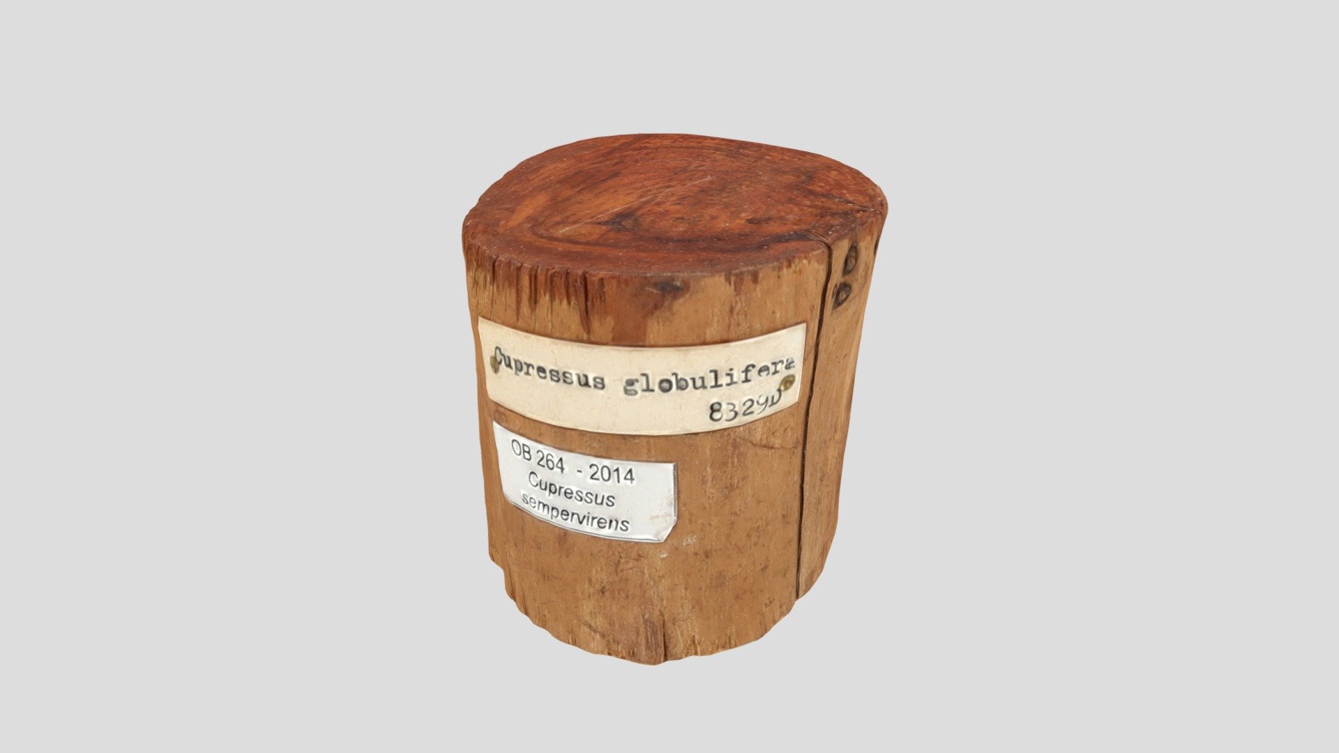 Wood Collection, Xylarium sample #26 - 3D model by SMA-UniGe [78f3811 ...