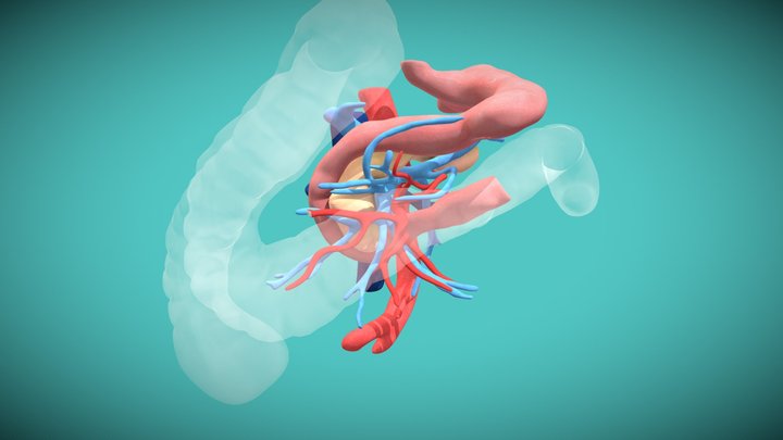 Colorectal 3D models - Sketchfab