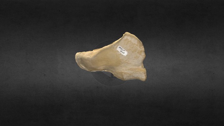 Cuneiform 3D models - Sketchfab