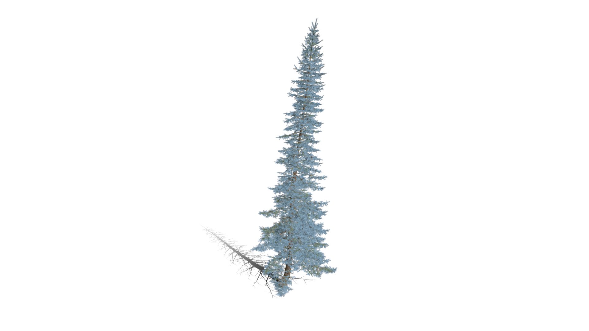 Realistic HD Colorado Blue spruce (29/43) - Download Free 3D model by ...