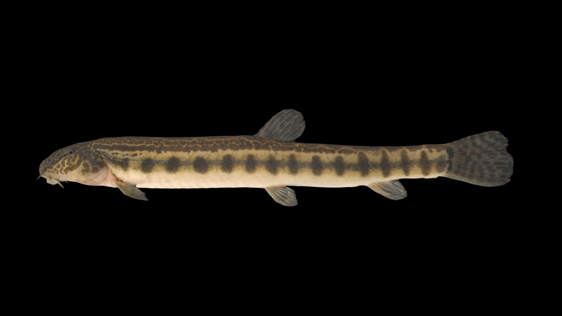 オオシマドジョウ 🐟 ♀ Japanese Striped Loach - Download Free 3D model by ffish ...