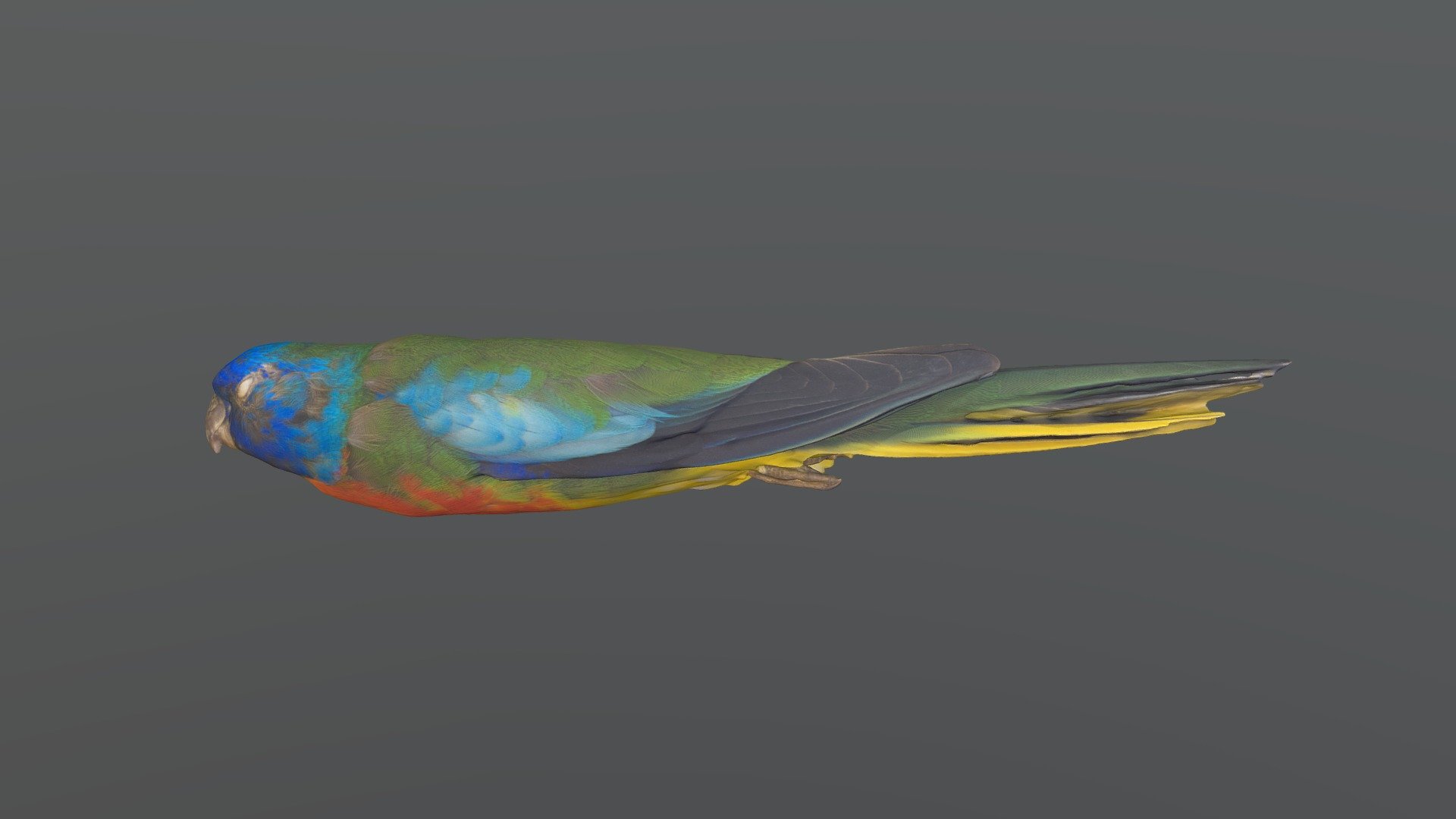 Scarlet-chested Parrot - Neophema splendida - Download Free 3D model by ...