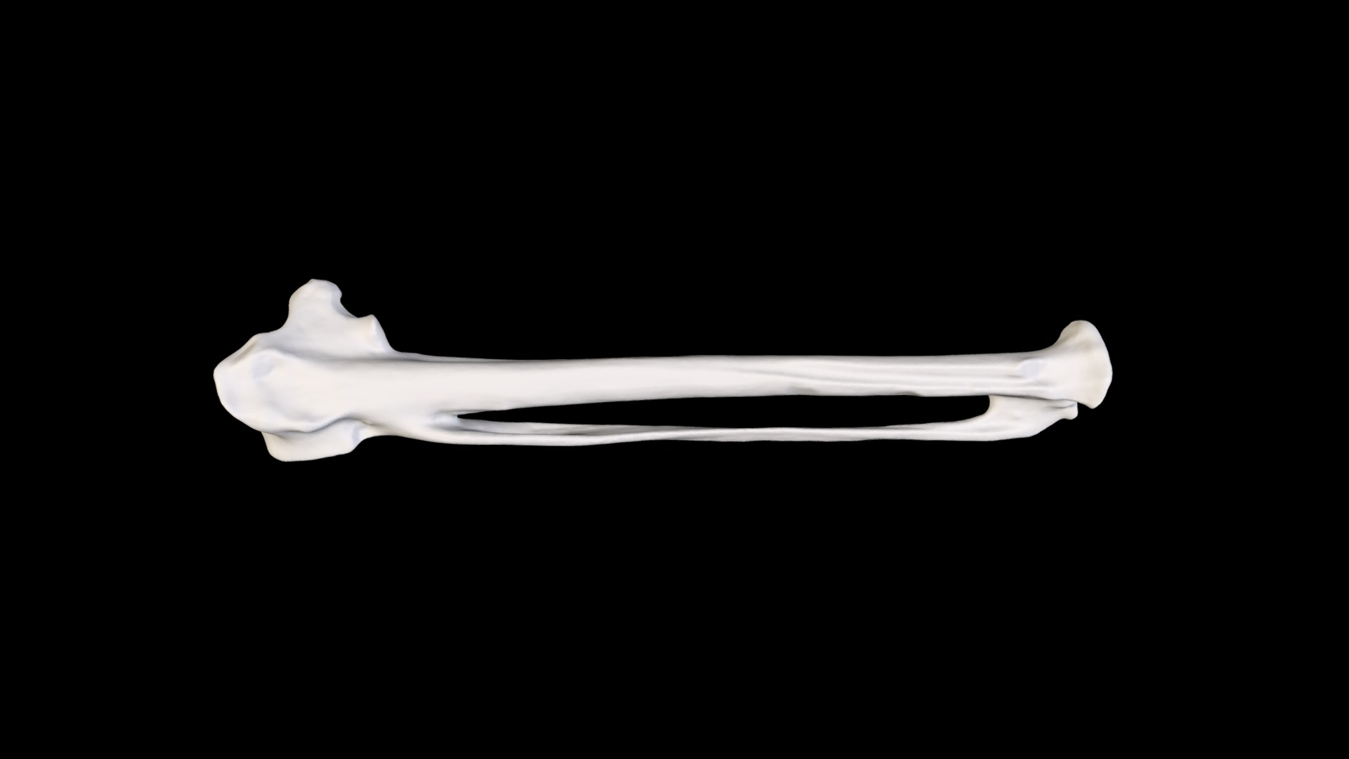 Karoro (Larus dominicanus) left carpometacarpus - 3D model by Auckland ...
