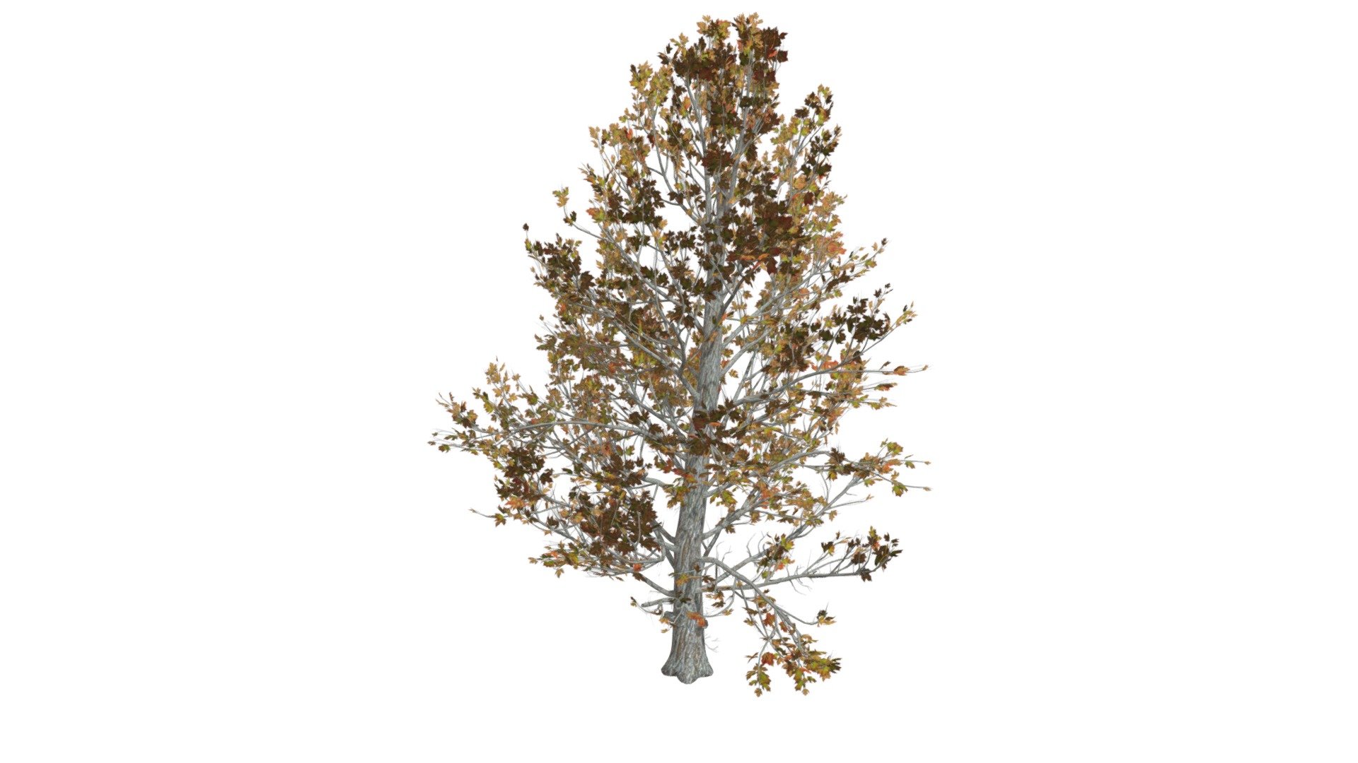 Sugar Maple Tree (Fall) #08 - Buy Royalty Free 3D model by meshshape ...
