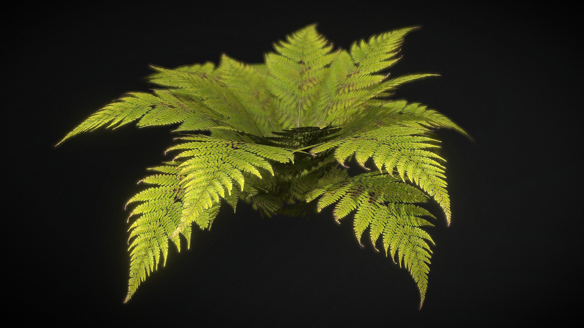 Fern 0001 - Buy Royalty Free 3D model by Smith (@smithedits) [790743d ...