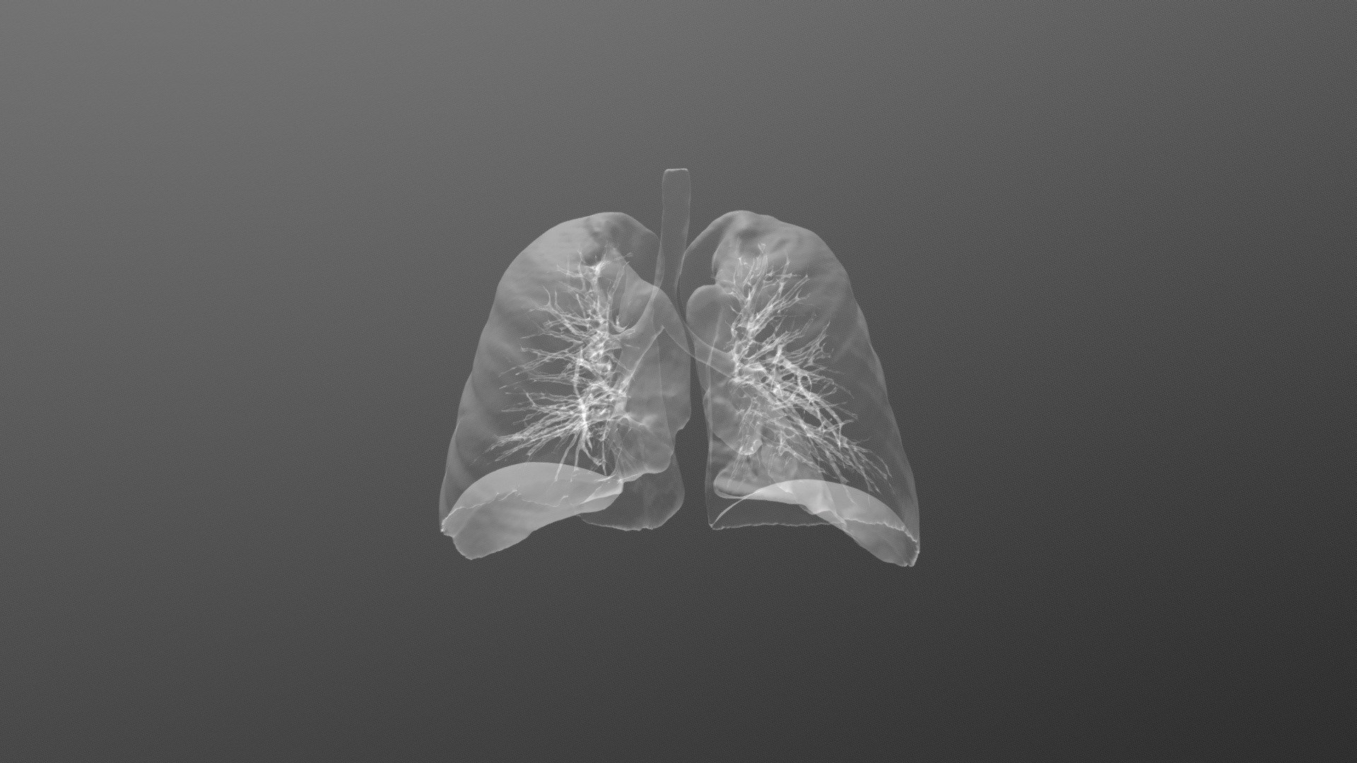 Lungs - normal study - Download Free 3D model by valchanov [7914985 ...