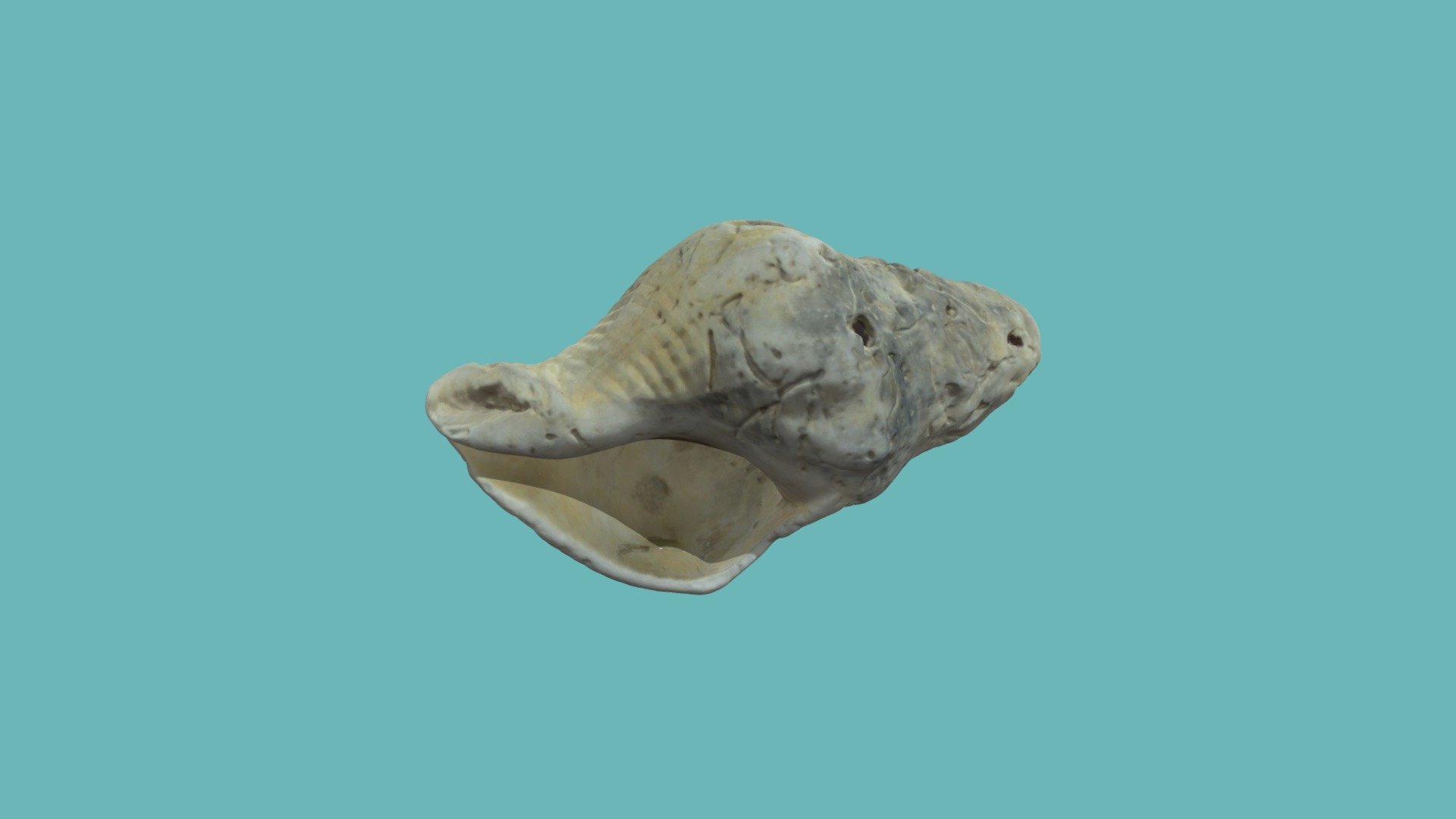 Shell Scan - 3D model by Heritage 3D (@Heritage-3D) [7915523] - Sketchfab