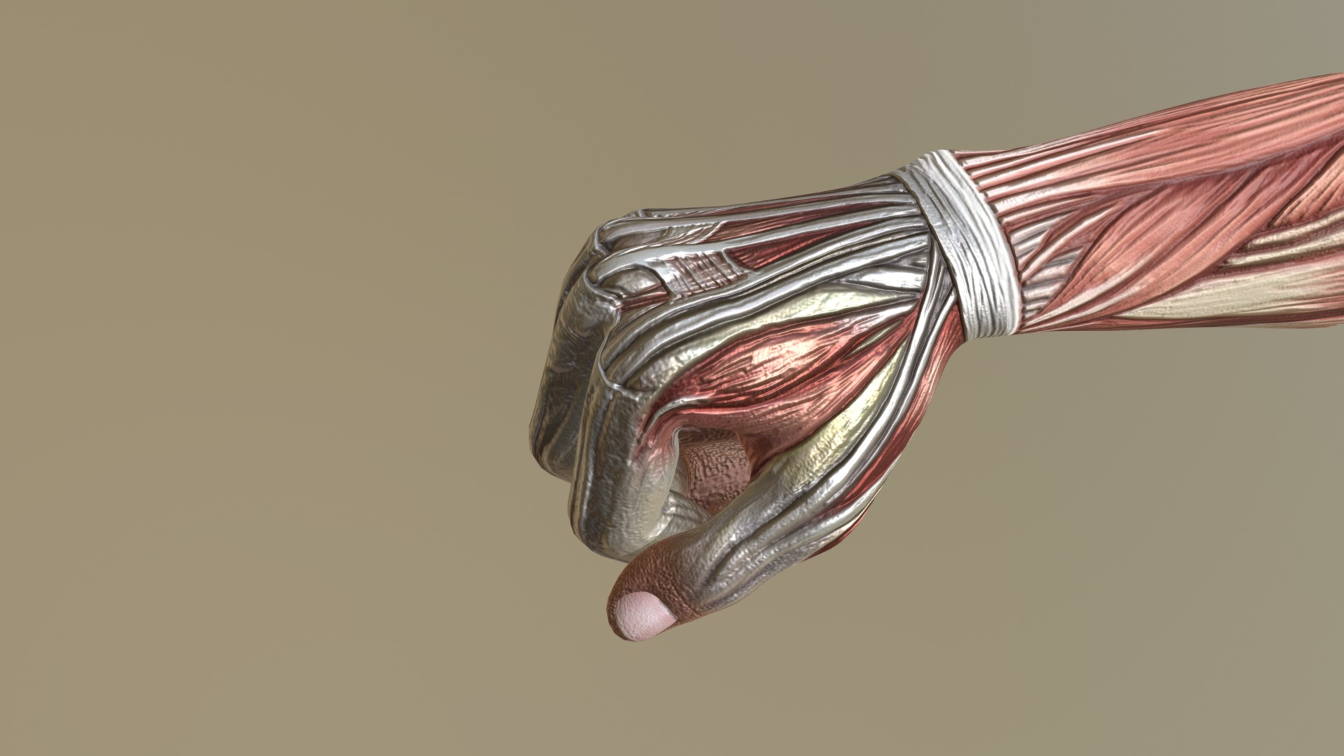 Animated Hand - 3D model by Interactive 3D Data (@proteinsimulation ...
