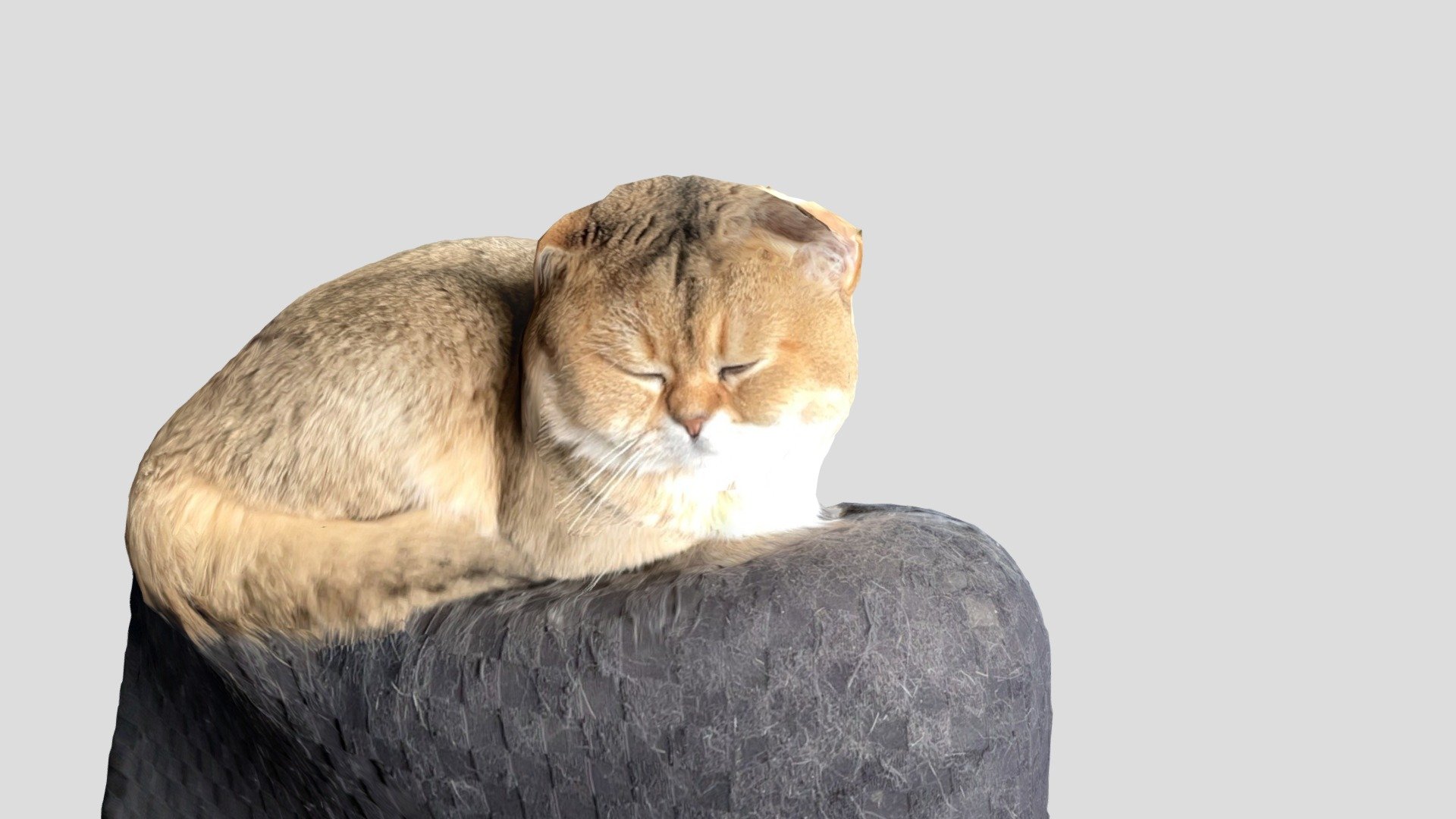 cat Scan - Download Free 3D model by hata419 [7917c7e] - Sketchfab
