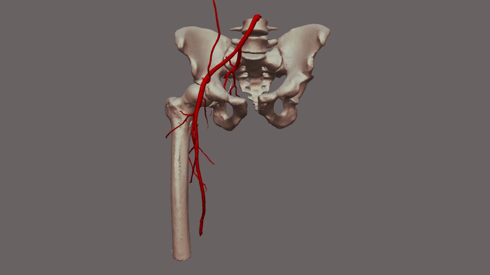 amput vx sketch - 3D model by Chair_Digital_Anatomy [7919cfc] - Sketchfab