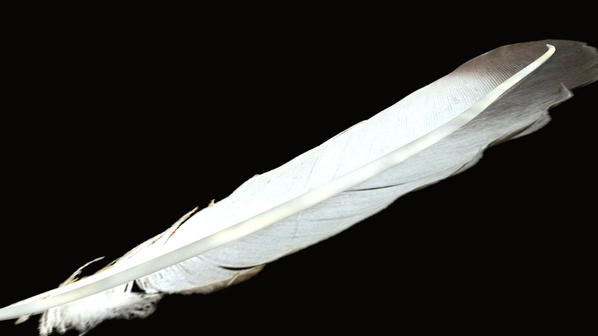 Feather 3d - pluma - - Download Free 3D model by Roberto Domínguez ...