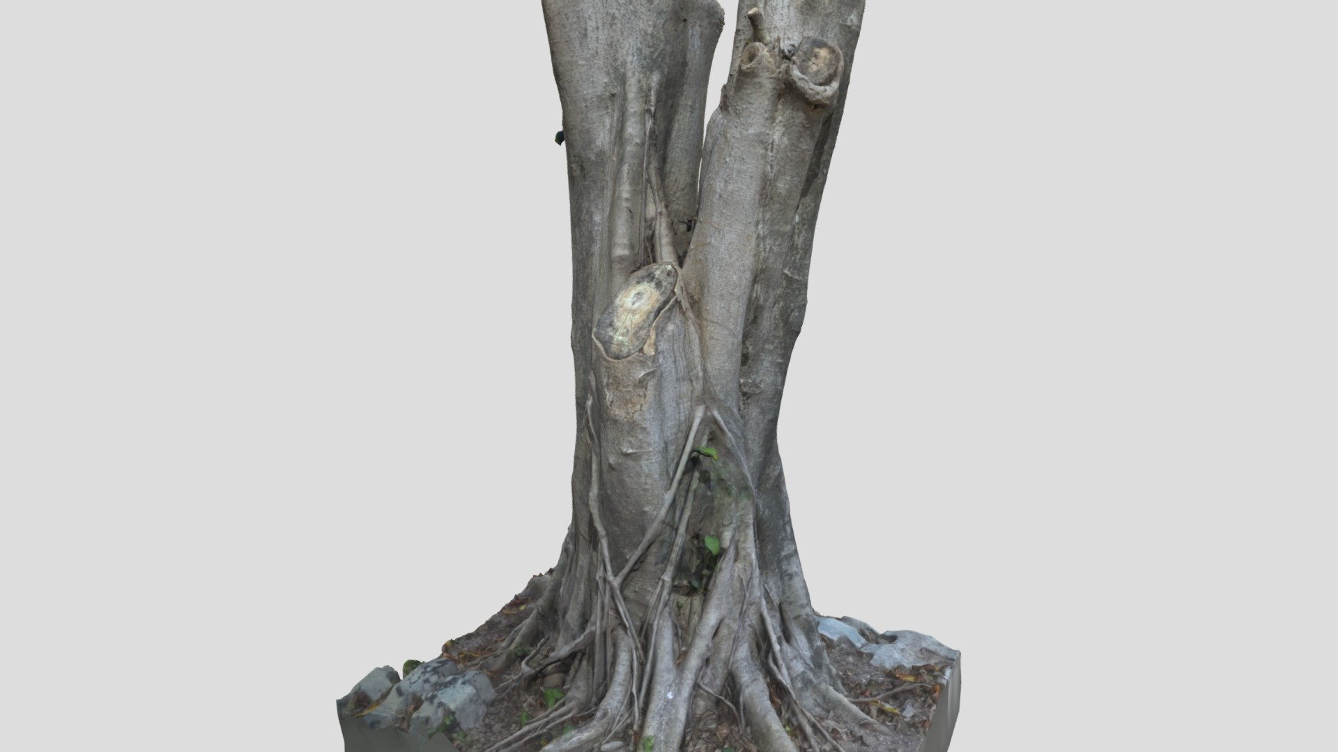 Tree06 Scan - Download Free 3D model by joeshu [7923c26] - Sketchfab