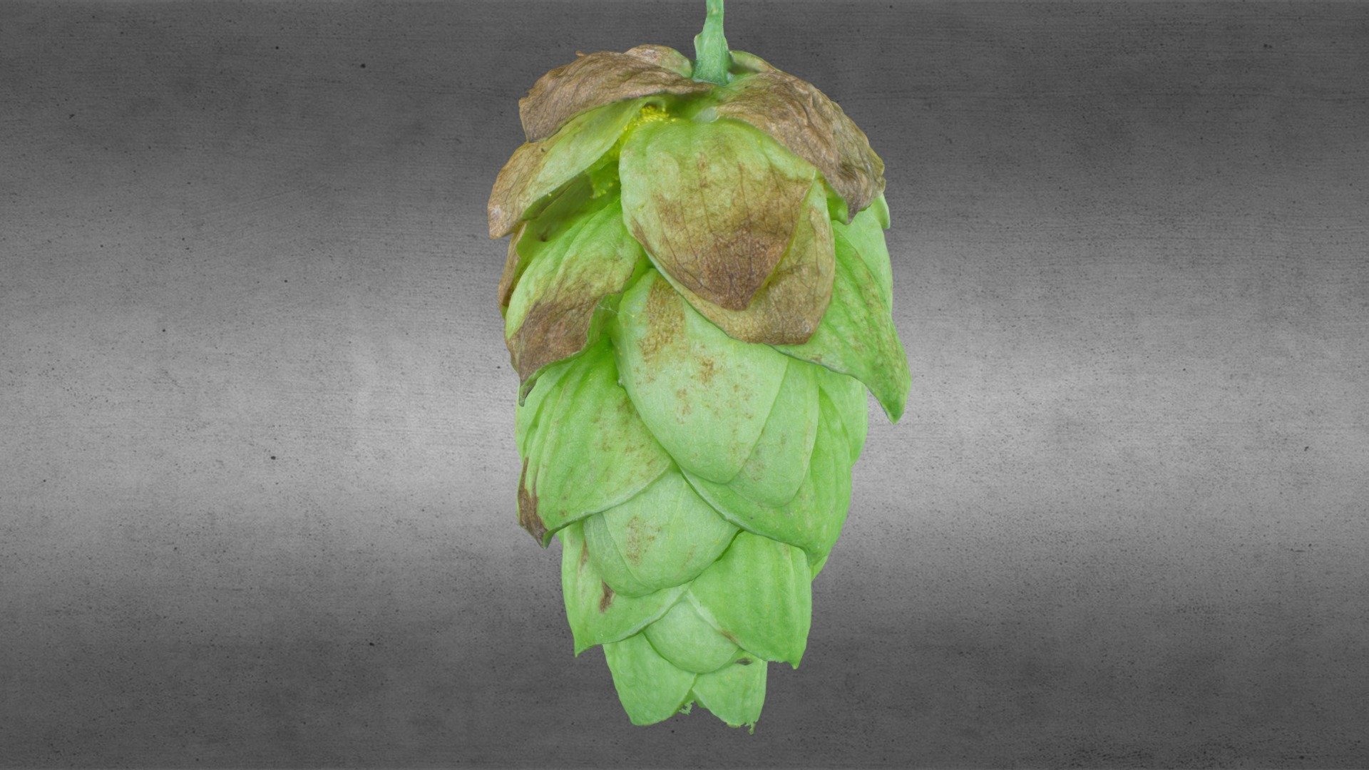 Hop cone 1 - Buy Royalty Free 3D model by yelizegi - PUNTTULANBRO ...
