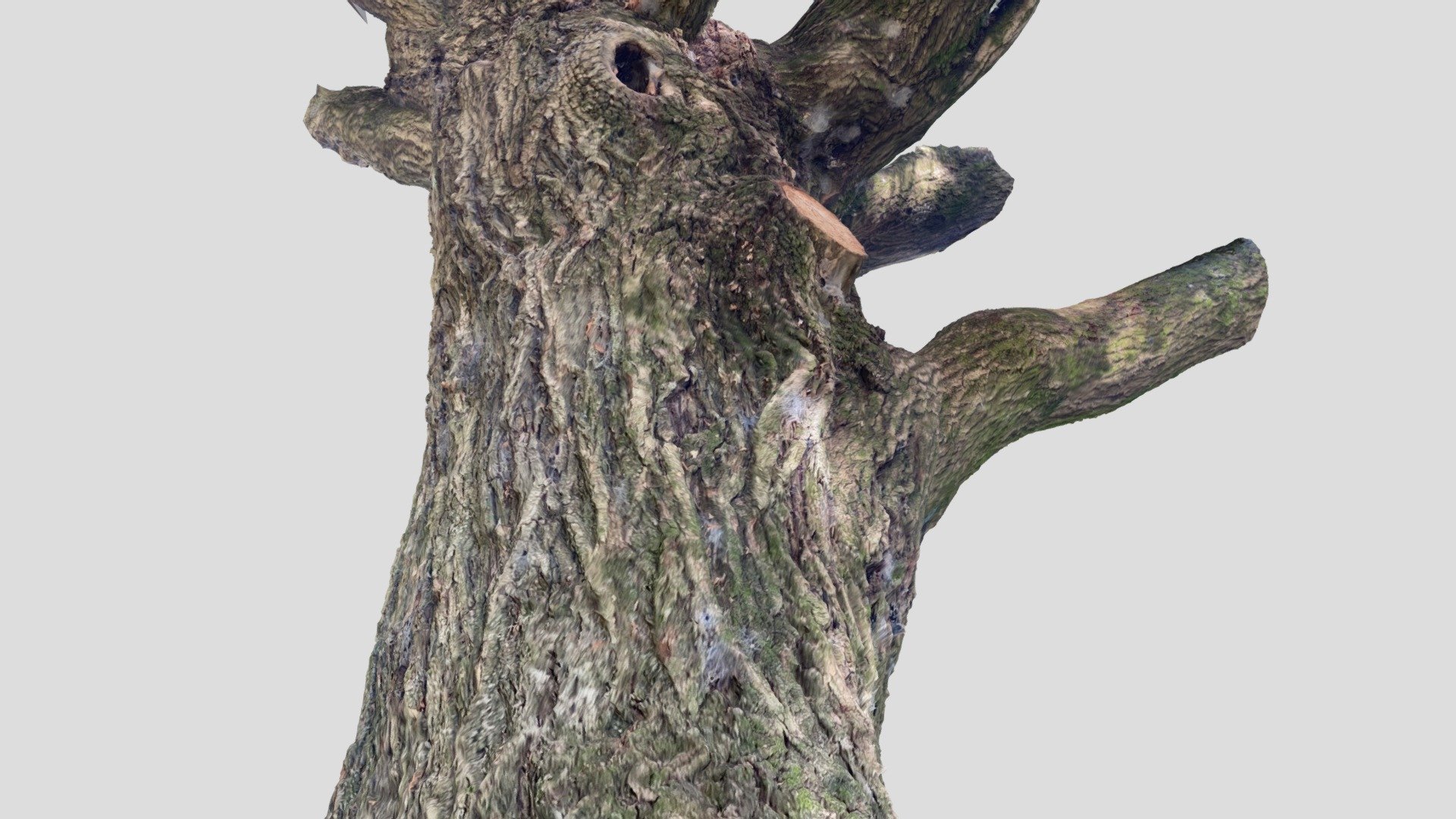 Willow Large - Download Free 3D model by MattMakesSwords - Scans ...