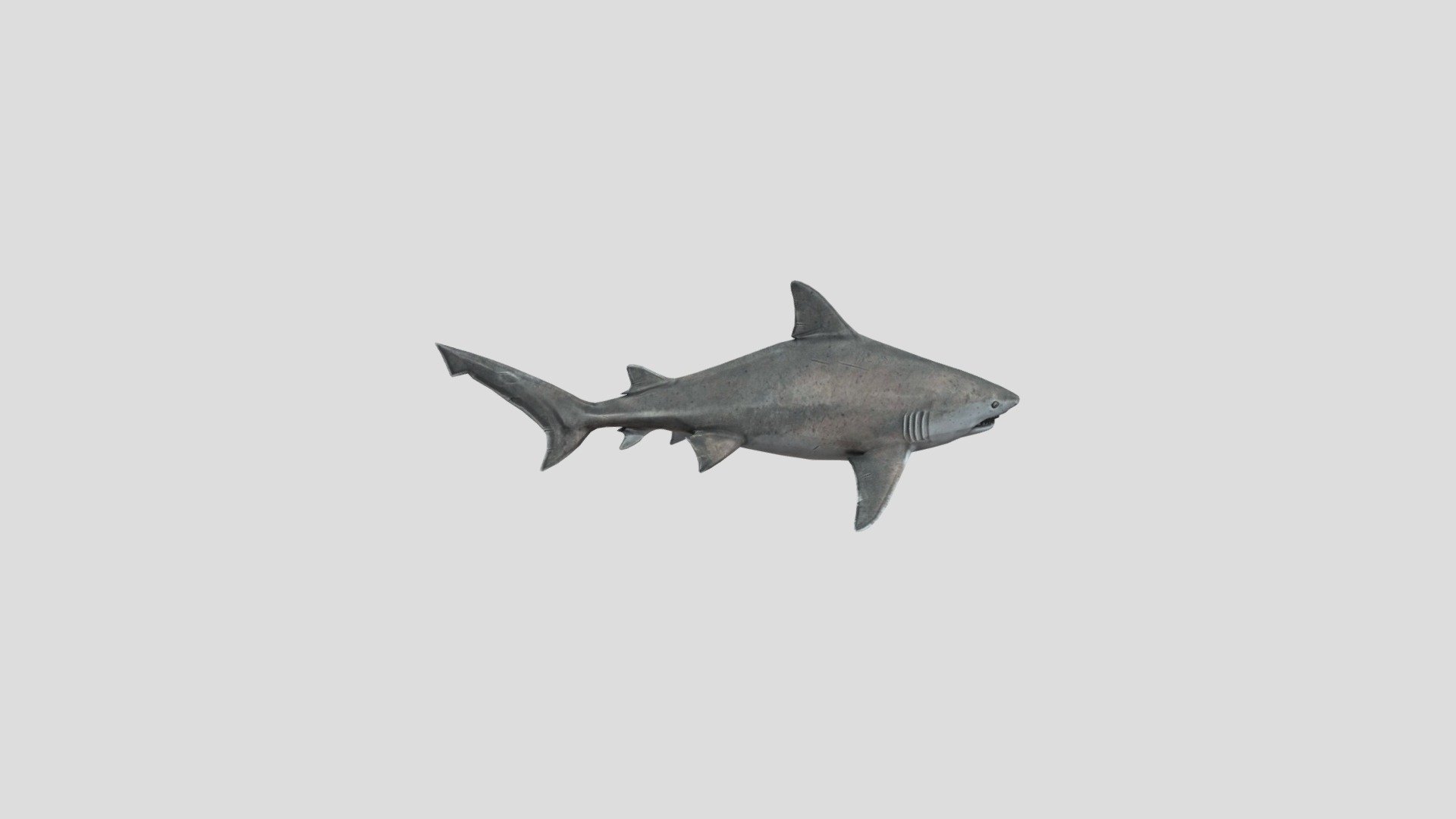Shark 1 - Download Free 3D model by Kapi777 [7932cf6] - Sketchfab