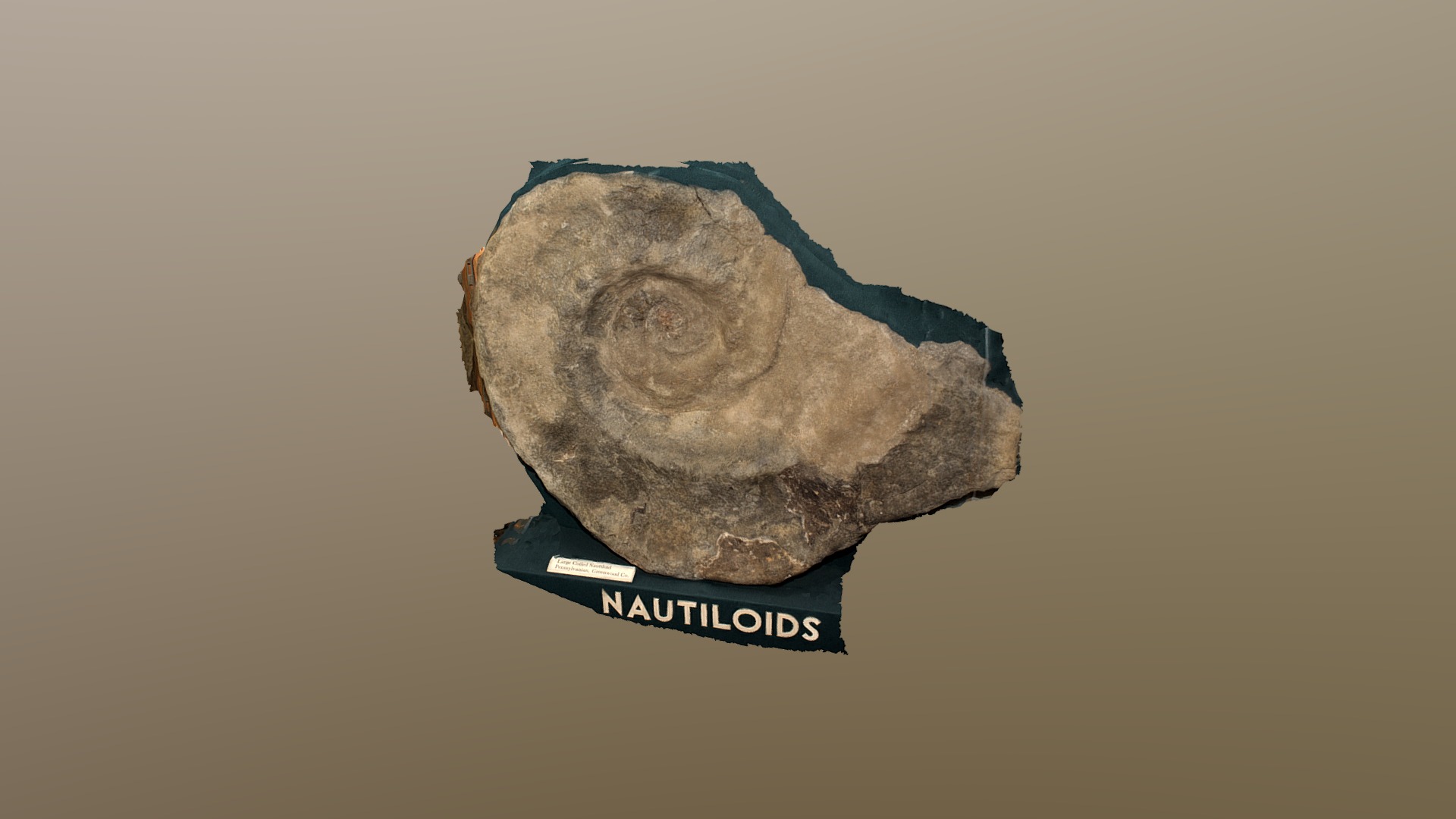Nautiloid - 3D model by ESUEarthSci [7937536] - Sketchfab