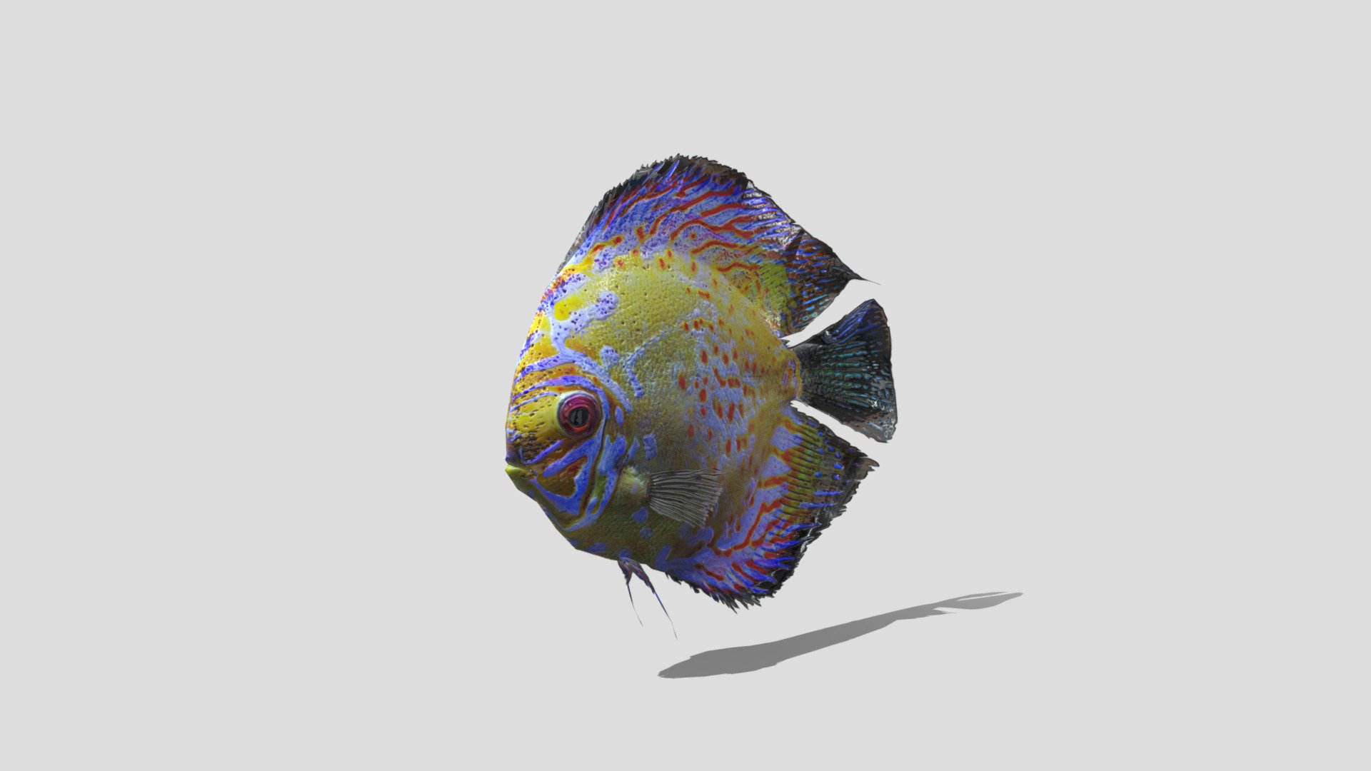 Discus Fish - Buy Royalty Free 3D model by OctoMan [7937745 ...