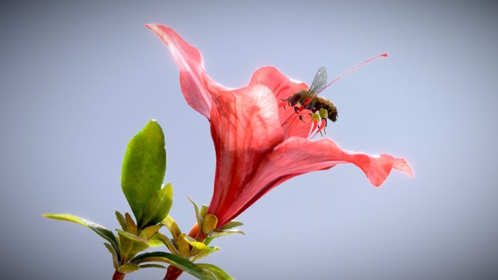 Azalea 3D models - Sketchfab