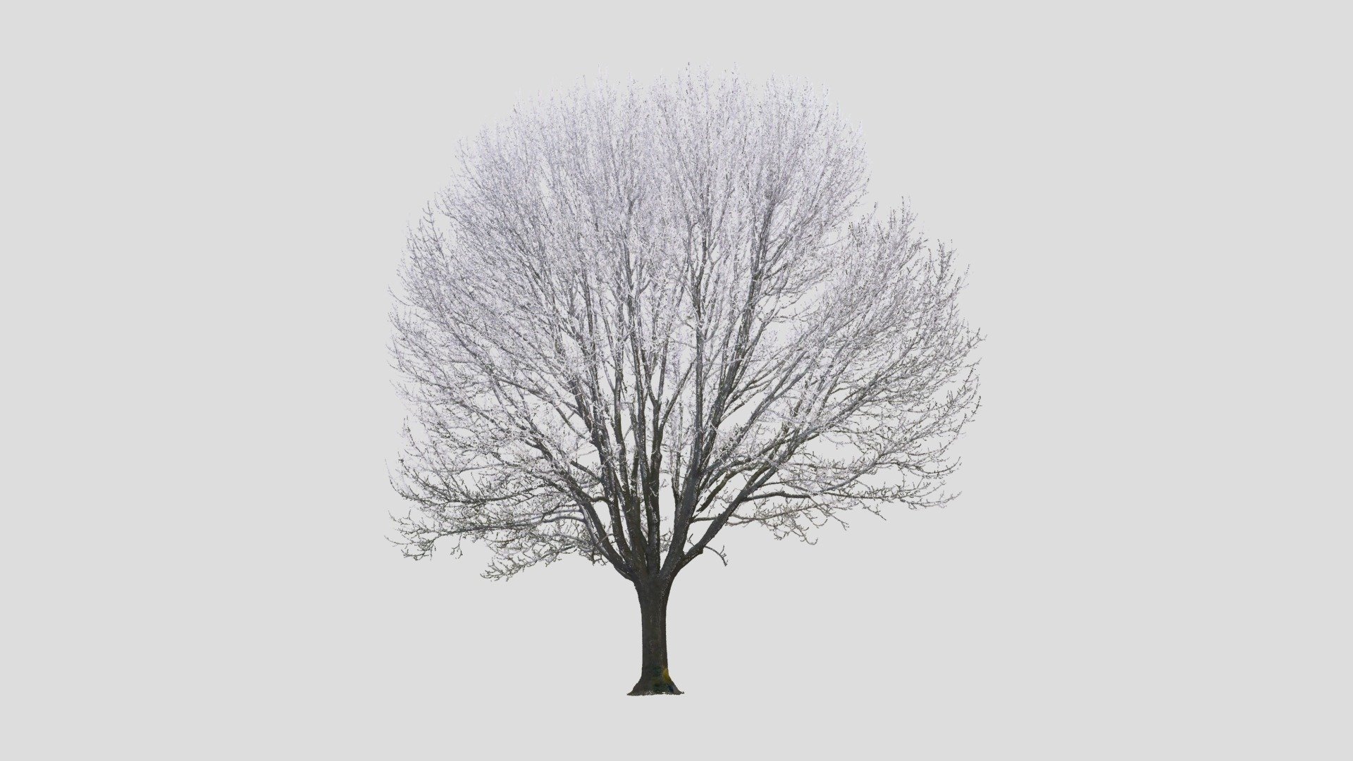 White Ash - 3D model by mvs3pn [793c56a] - Sketchfab