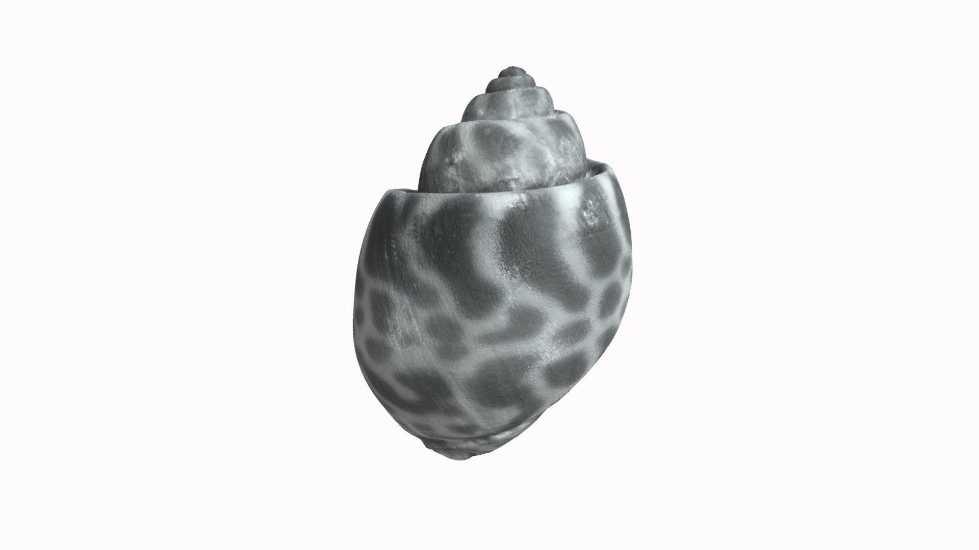 Sea Snail Texture Scan - Download Free 3D model by Thunk3D 3D Scanner ...
