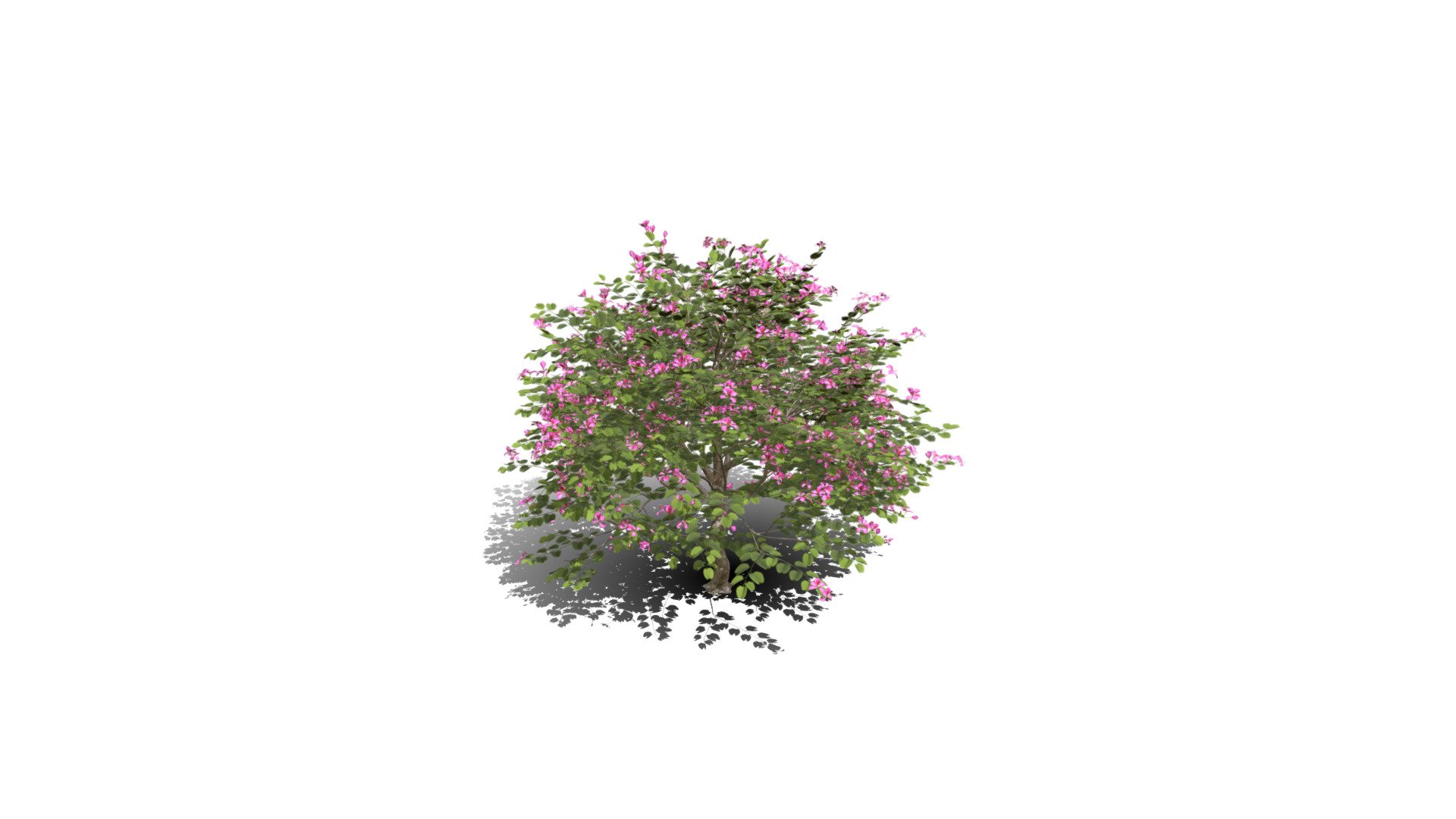Realistic HD Hong Kong orchid tree (13/40) - Download Free 3D model by ...