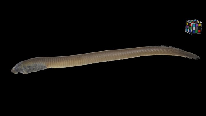 Lamprey 3D models - Sketchfab
