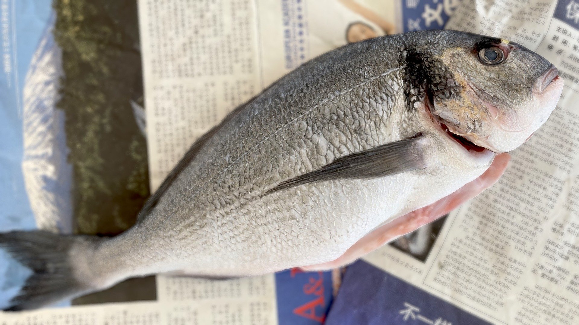 The Fish Market Style - 3D model by Zoltanfood [79428eb] - Sketchfab
