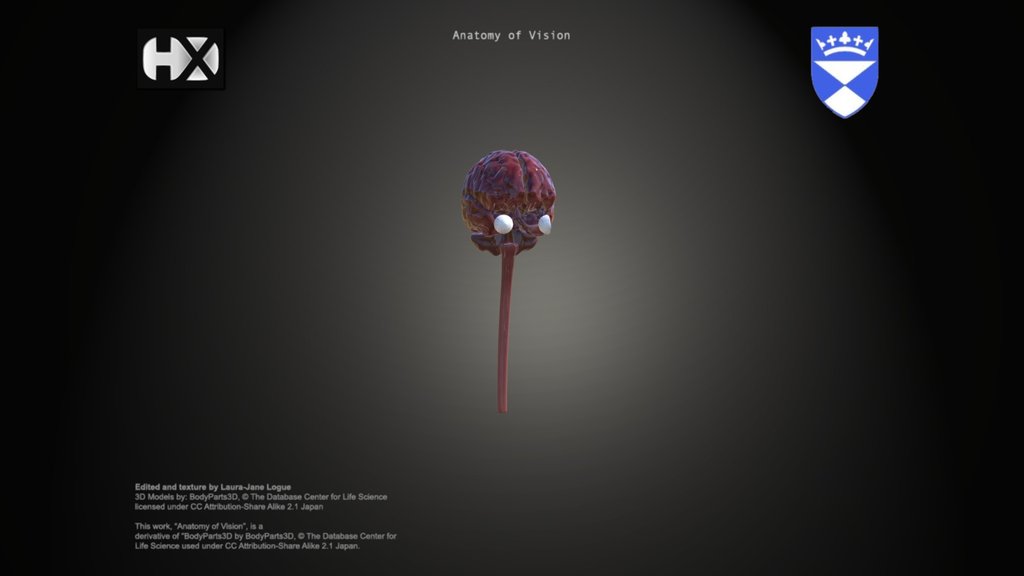 3d organs - A 3D model collection by chaitanya.tumuluri - Sketchfab