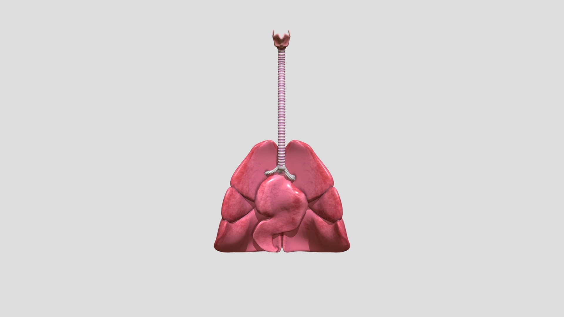 breathing system - 3D model by sienkal [79447a6] - Sketchfab