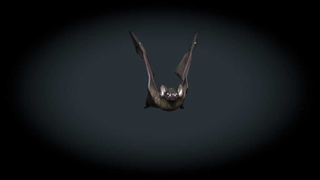 bats - A 3D model collection by fleabilly - Sketchfab