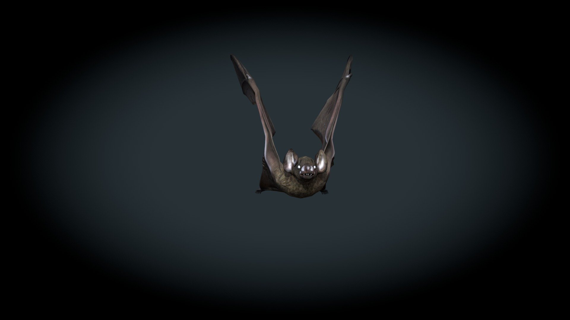 Bat animation - 3D model by rowan (@rowana) [79451b8] - Sketchfab