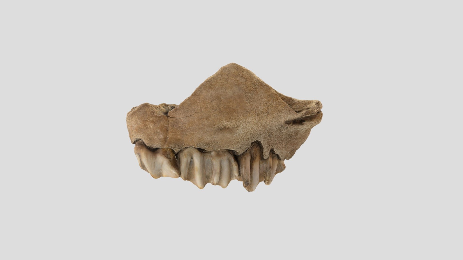 Prehistoric Deer Maxilla 2 (with three teeth) - 3D model by Jangojips ...