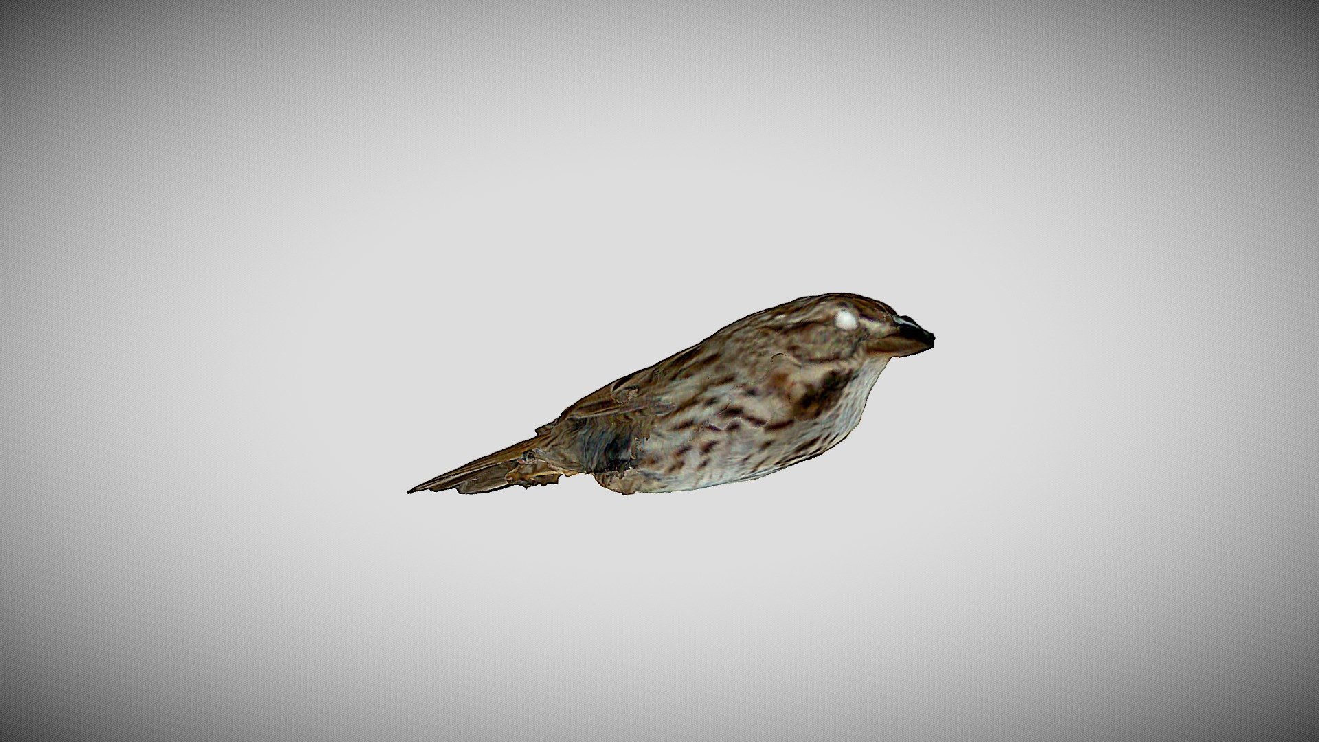 Sparrow (laser scanned 8) - Download Free 3D model by BCDS [794923b ...