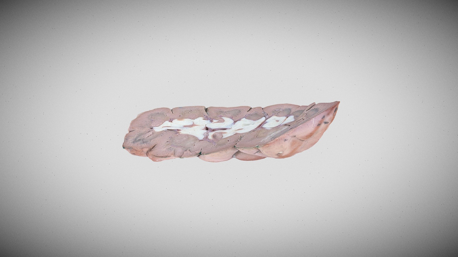 Büyük RUminant Böbrek Yarım - 3D model by VeterinaryAnatomyAcademy ...