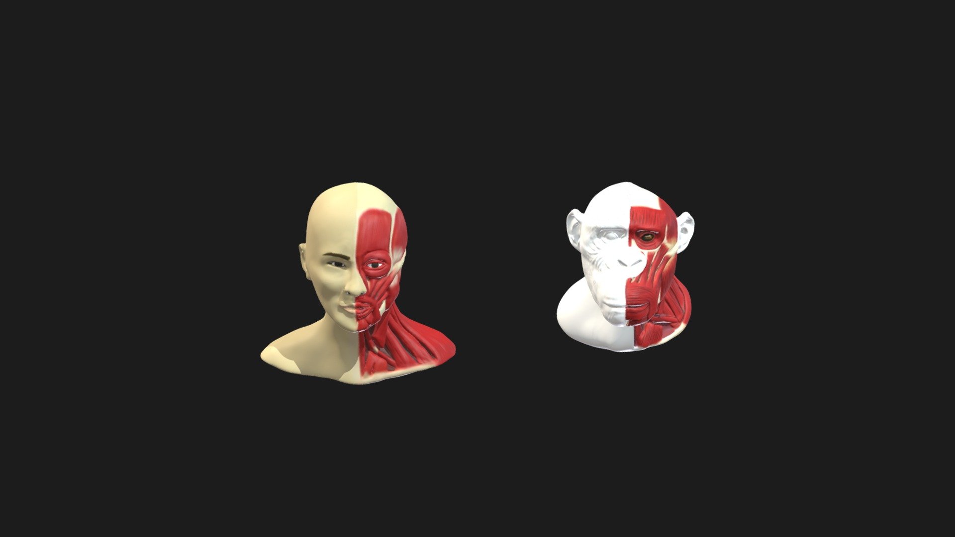 Modern Human & Bonobo Head & Neck - Download Free 3D model by VISIBLE ...