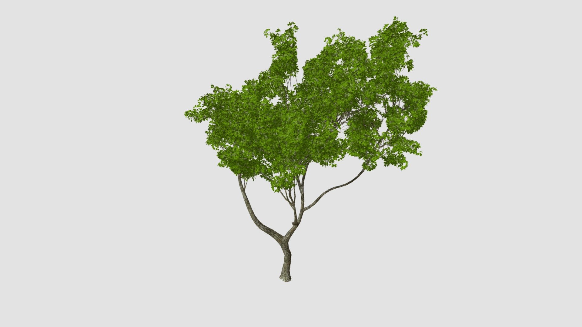 Plant for c4d - Buy Royalty Free 3D model by Evermotion [79563eb ...