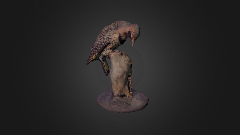 Northern Flicker - Download Free 3D model by Innovation Studio (@cmp ...