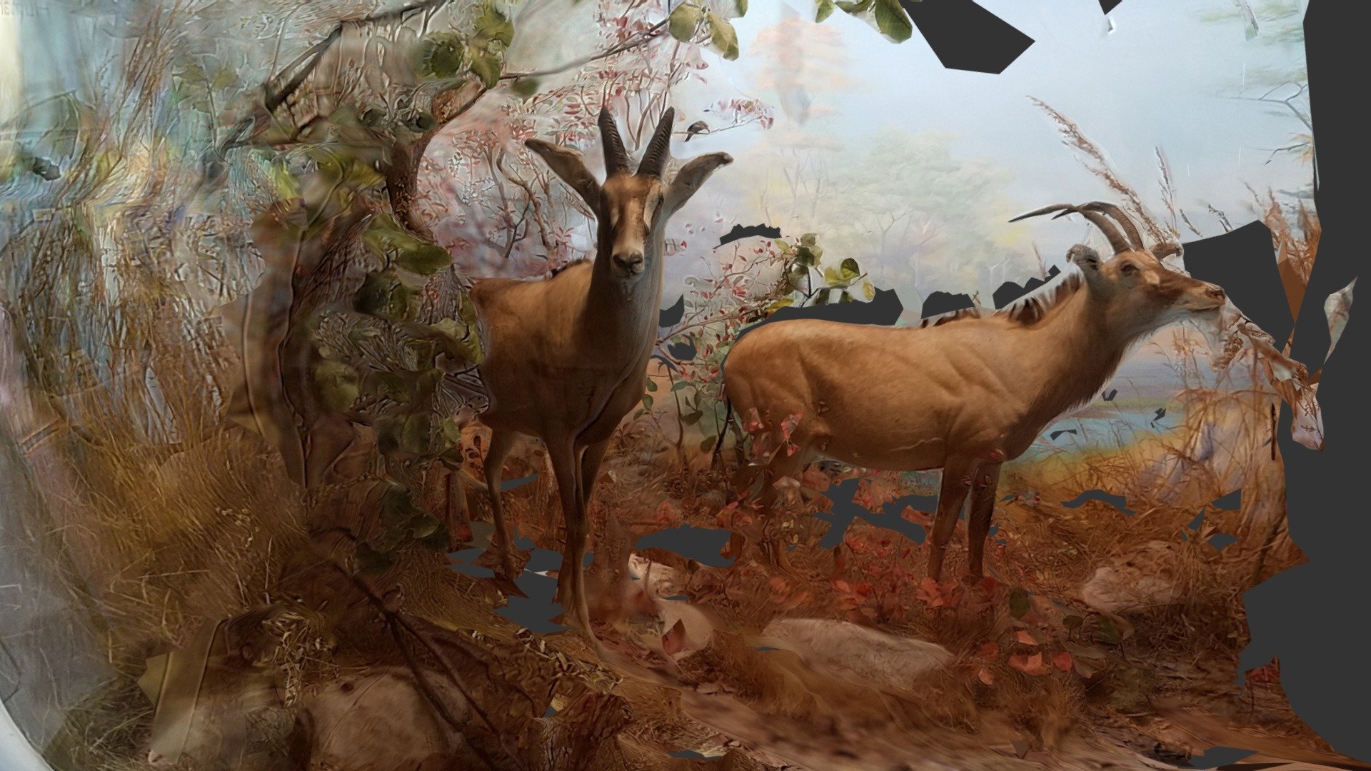 Roan Antelope - 3D model by William (@williamj.mitchell) [795a839 ...