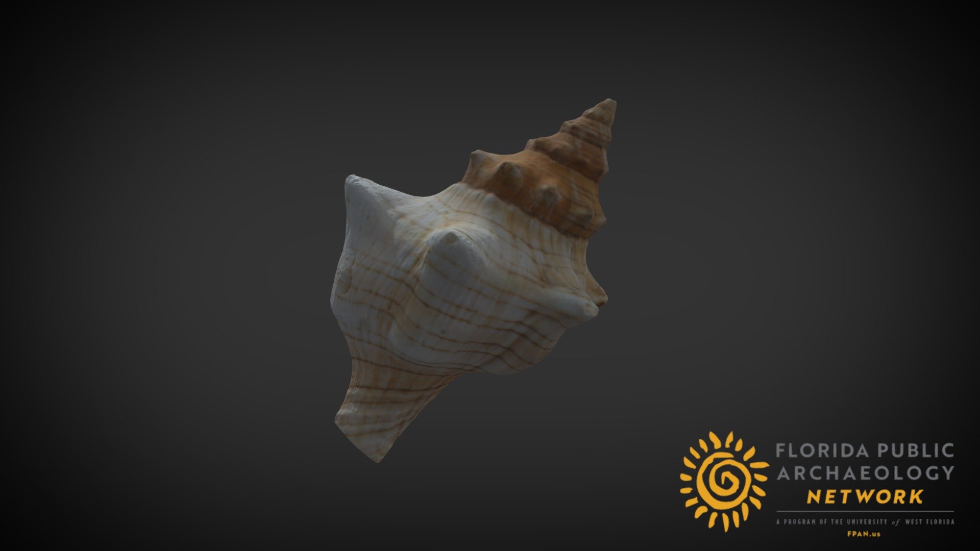 Conch Shell - Download Free 3D model by Florida Public Archaeology ...