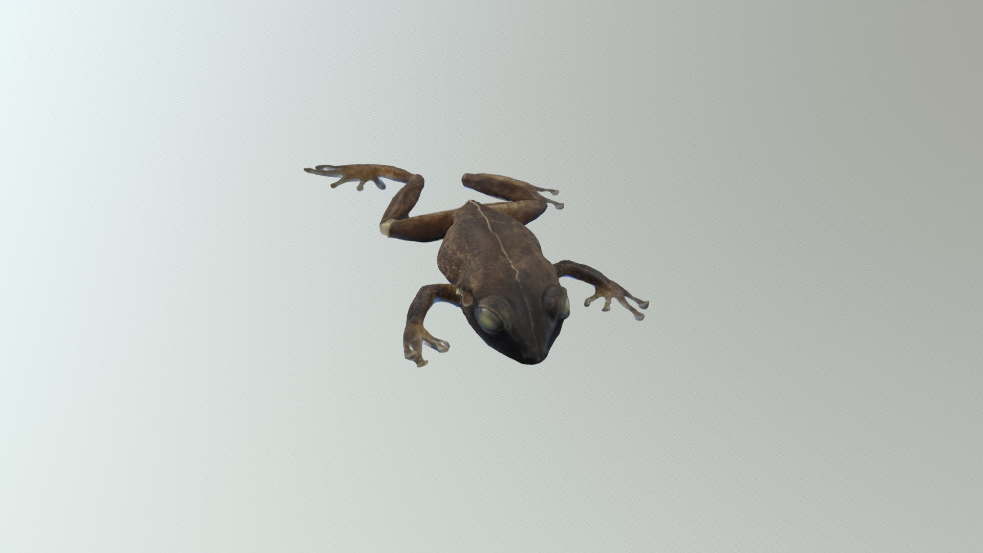 E Coqui Model High FBX - 3D model by mlaslo9 [7960927] - Sketchfab
