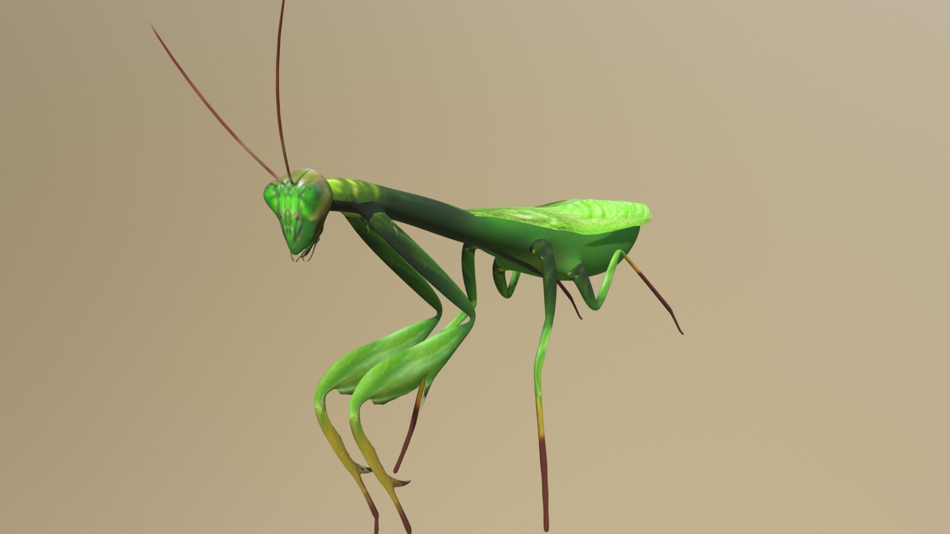 3D Grasshopper - 3D model by The Imagine Studio (@sanjay.pinw) [7967423 ...