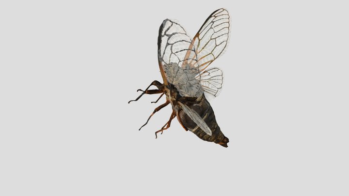 Cc0 3D models - Sketchfab