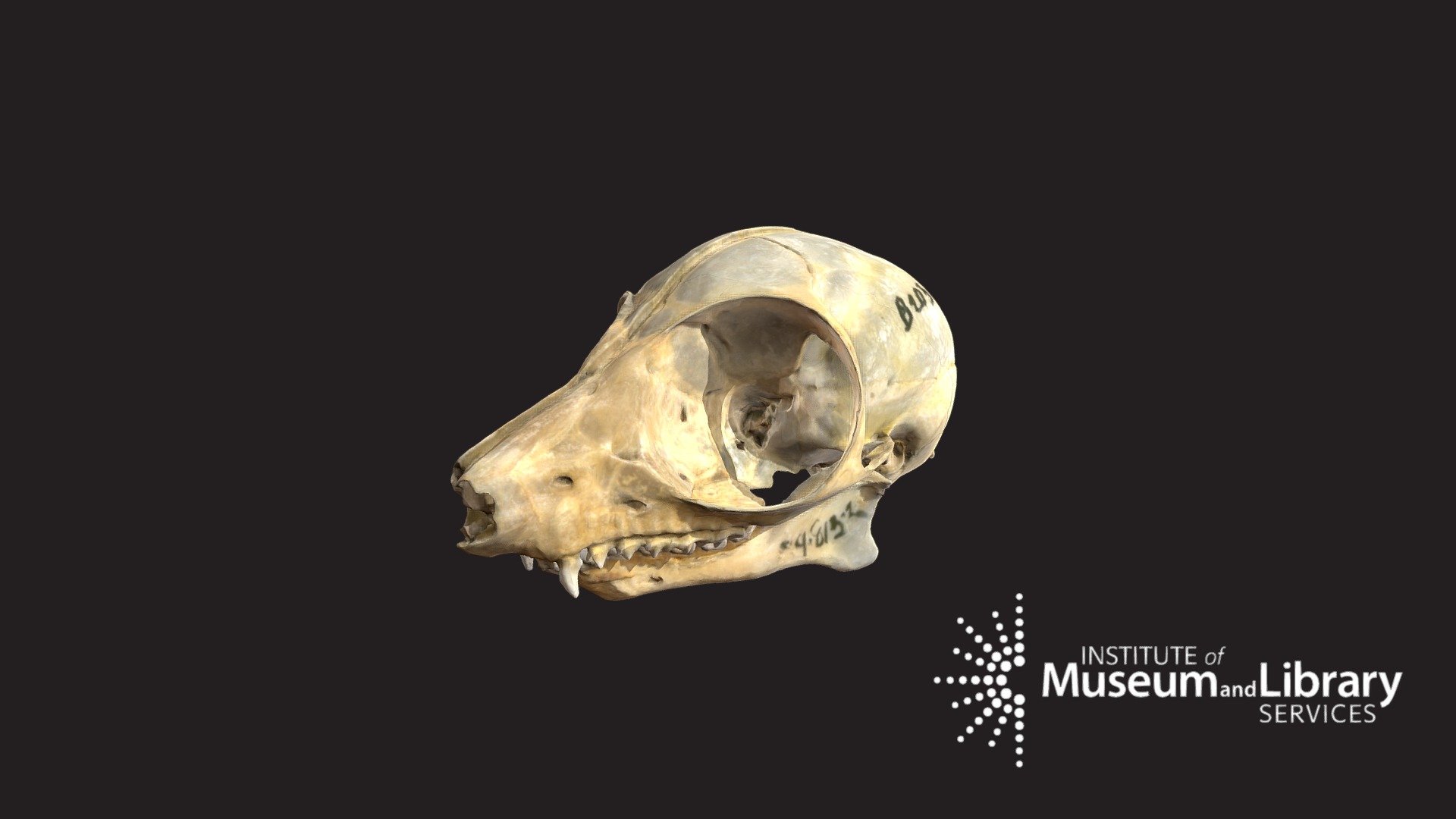 HTB 0203, Prince Demidoff's Bushbaby Skull - 3D model by Cleveland ...