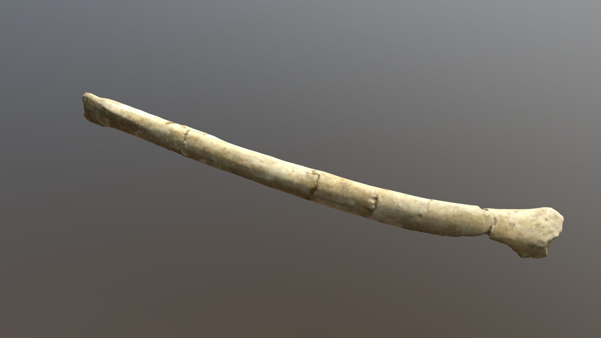 Mastodon Rib (VCU_3D_3928) - Download Free 3D model by Virtual Curation ...