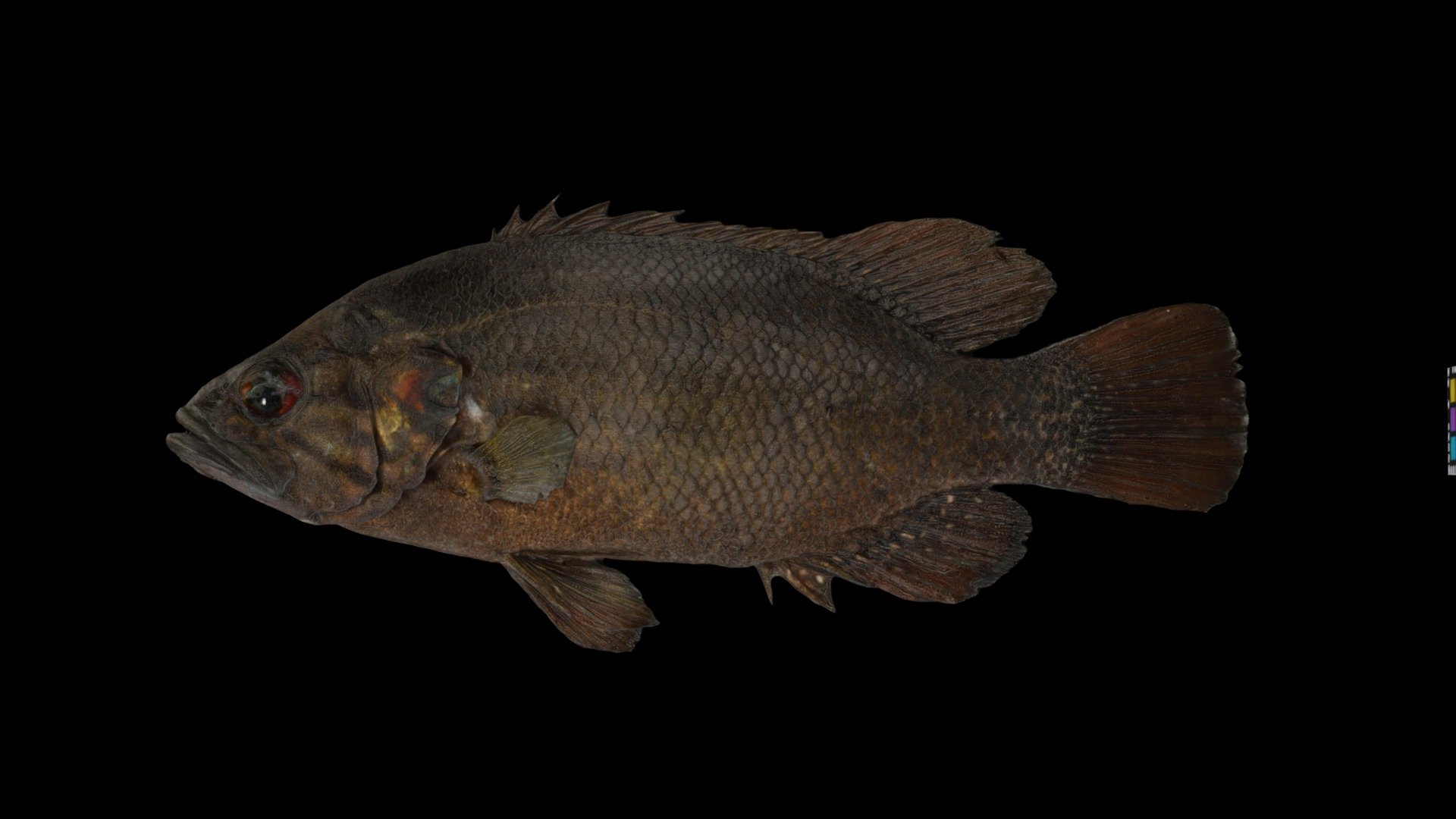 オヤニラミ ♀ Eye-spot Perch, Coreoperca kawamebari - Download Free 3D model ...