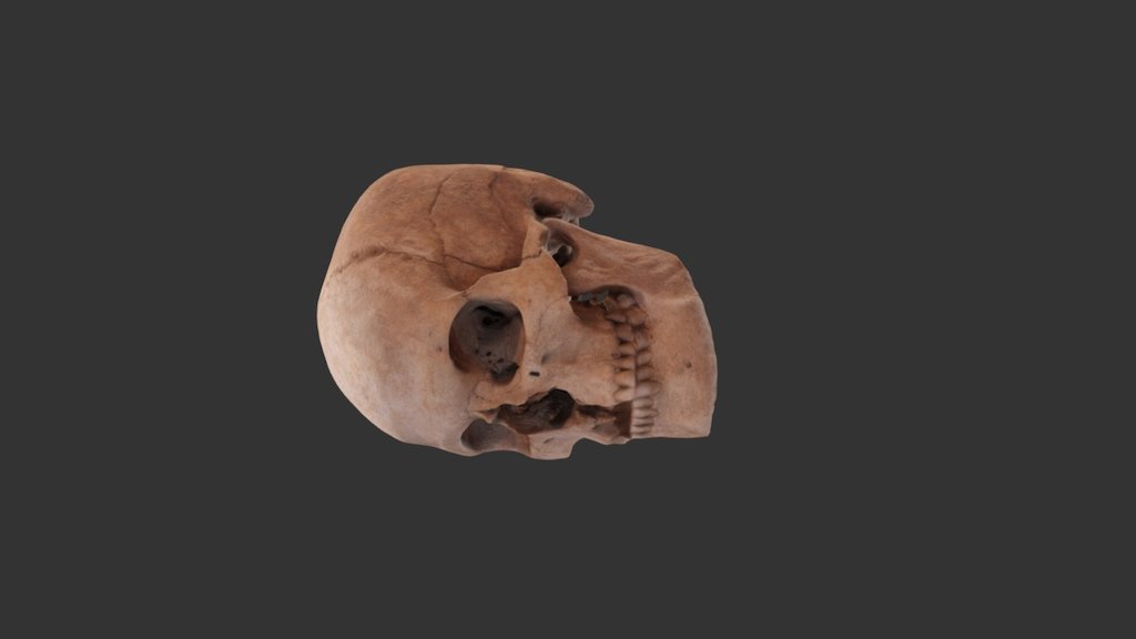 Teschio - 3D model by Nicola (@nicola.paoli79) [797a5f2] - Sketchfab