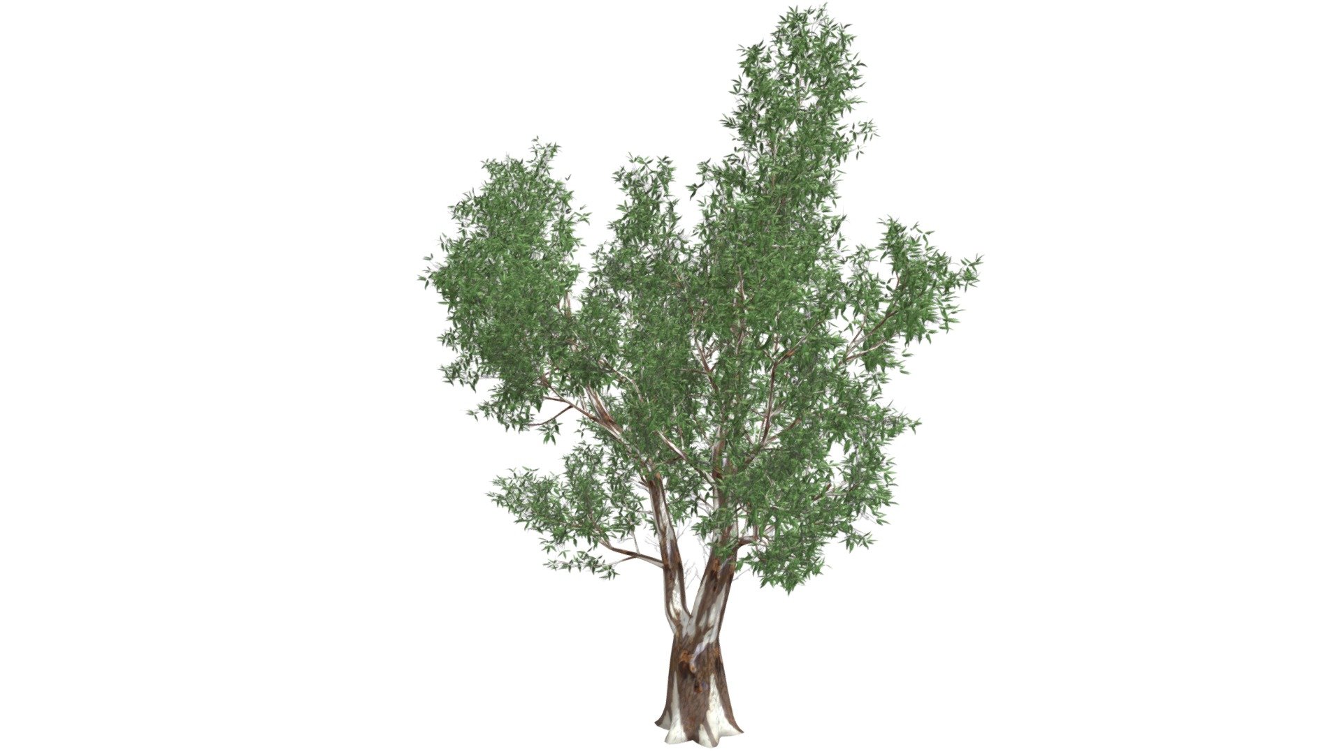 Red Gum Tree #01 - Buy Royalty Free 3D model by meshshape [7981189 ...