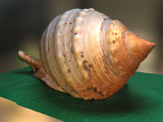 Shell 3D scan - Download Free 3D model by zava [79839e5] - Sketchfab